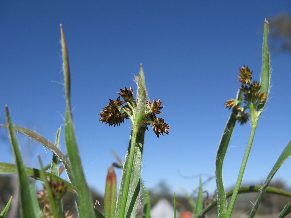 ชื่อสามัญ - Luzula flaccida - KnowYourWeeds