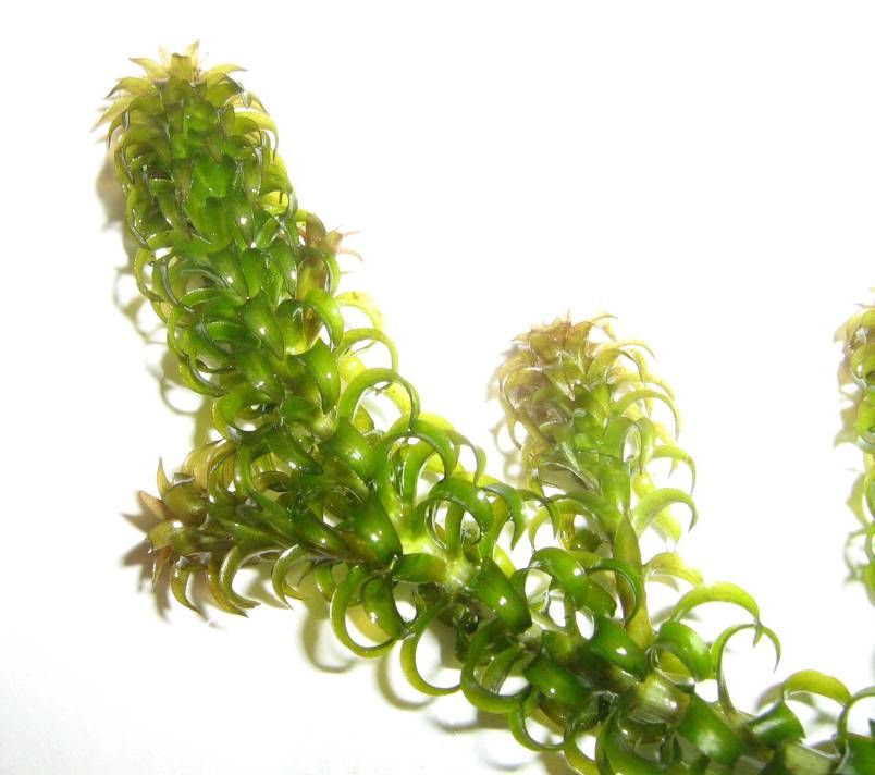 Common Names - Lagarosiphon major - KnowYourWeeds