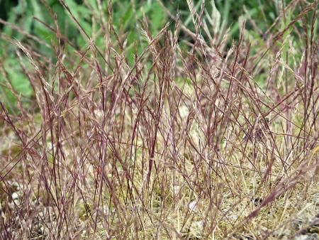 Where A Weed - Festuca maritima - KnowYourWeeds