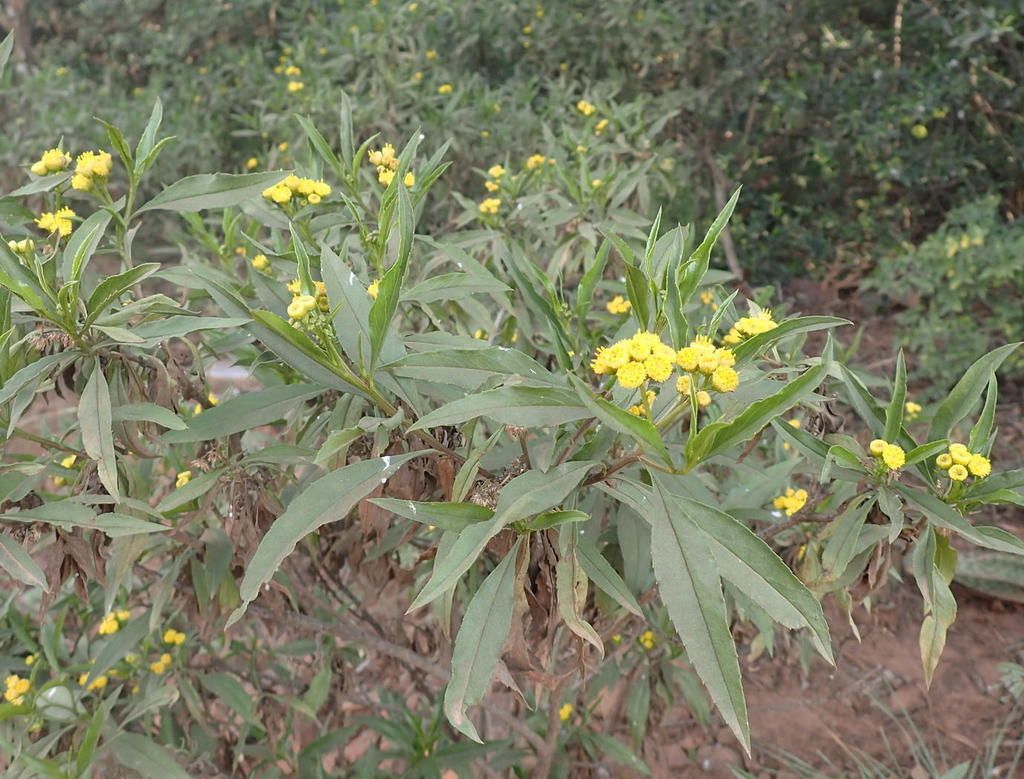 Psiadia punctulata - KnowYourWeeds