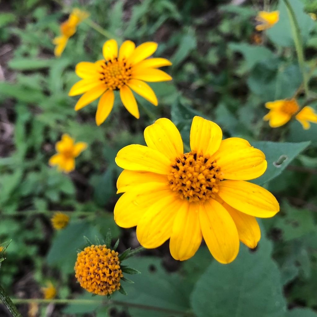 Viguiera dentata - KnowYourWeeds