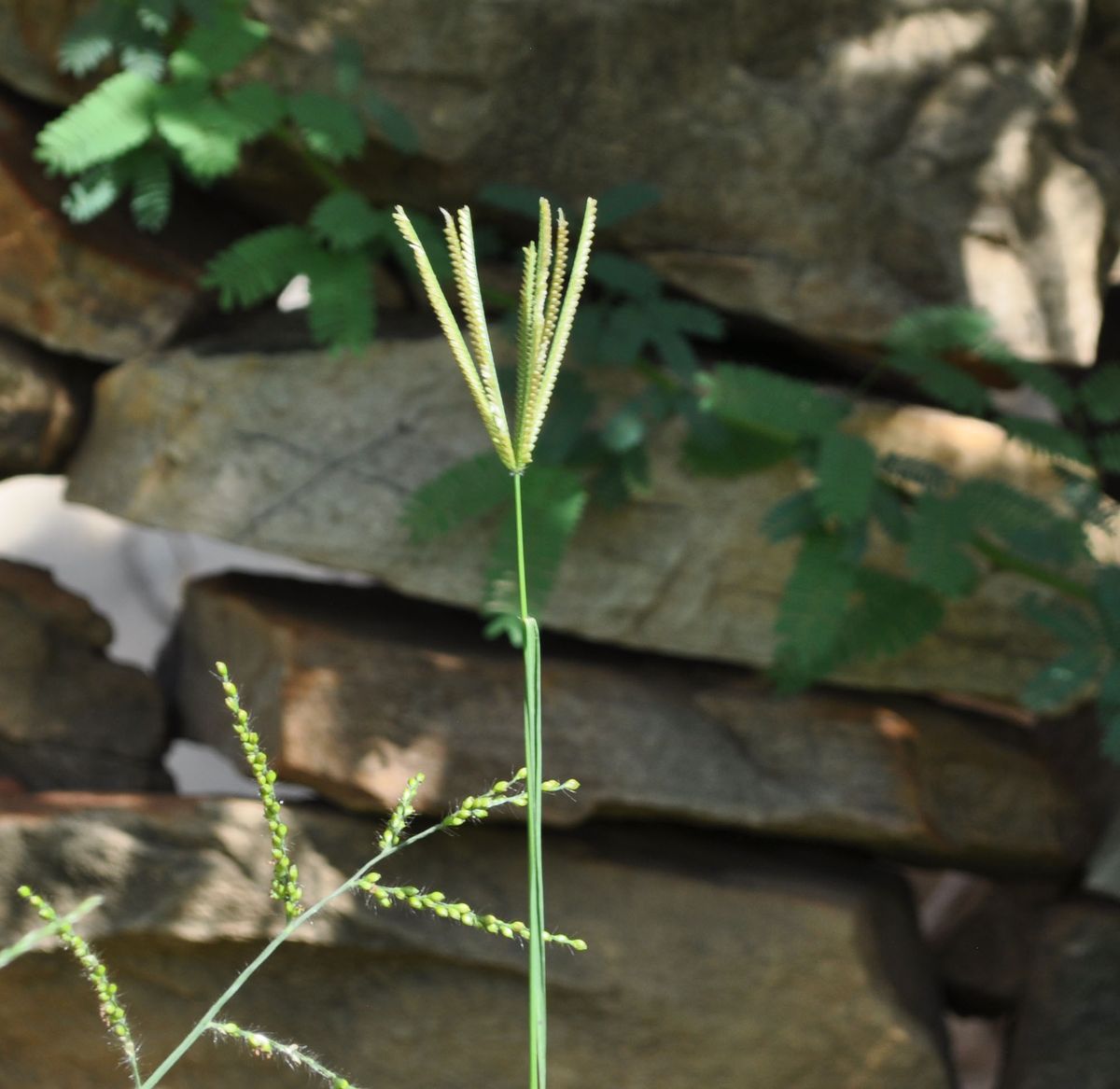 Common Names - Chloris pilosa - KnowYourWeeds