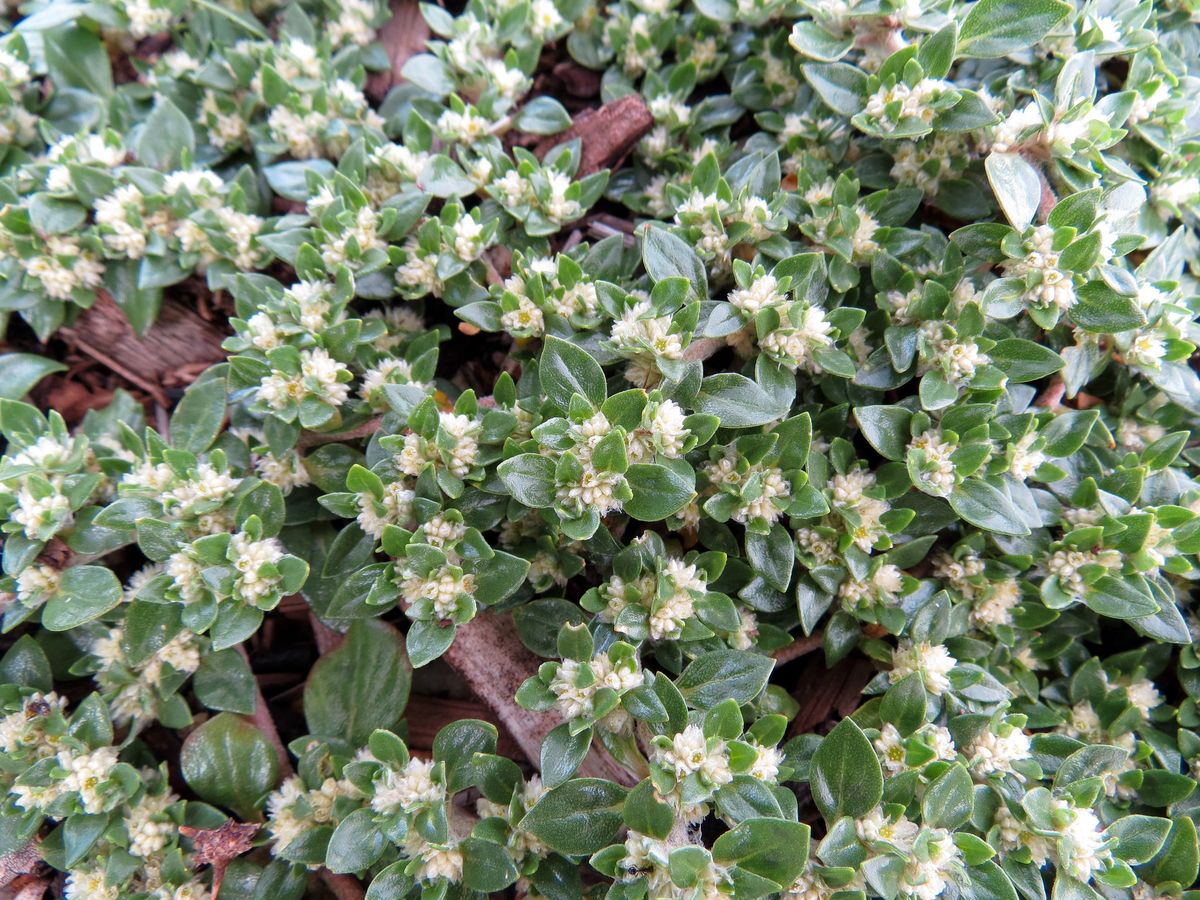 Where A Weed - Guilleminea densa - KnowYourWeeds