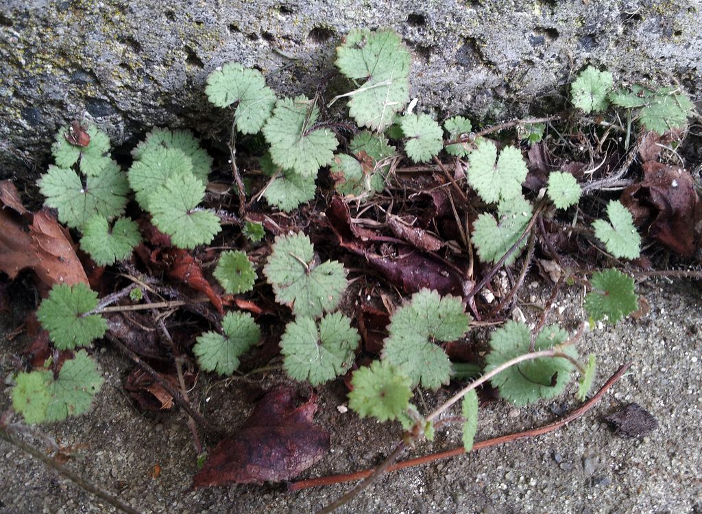 Common Names - Hydrocotyle moschata - KnowYourWeeds