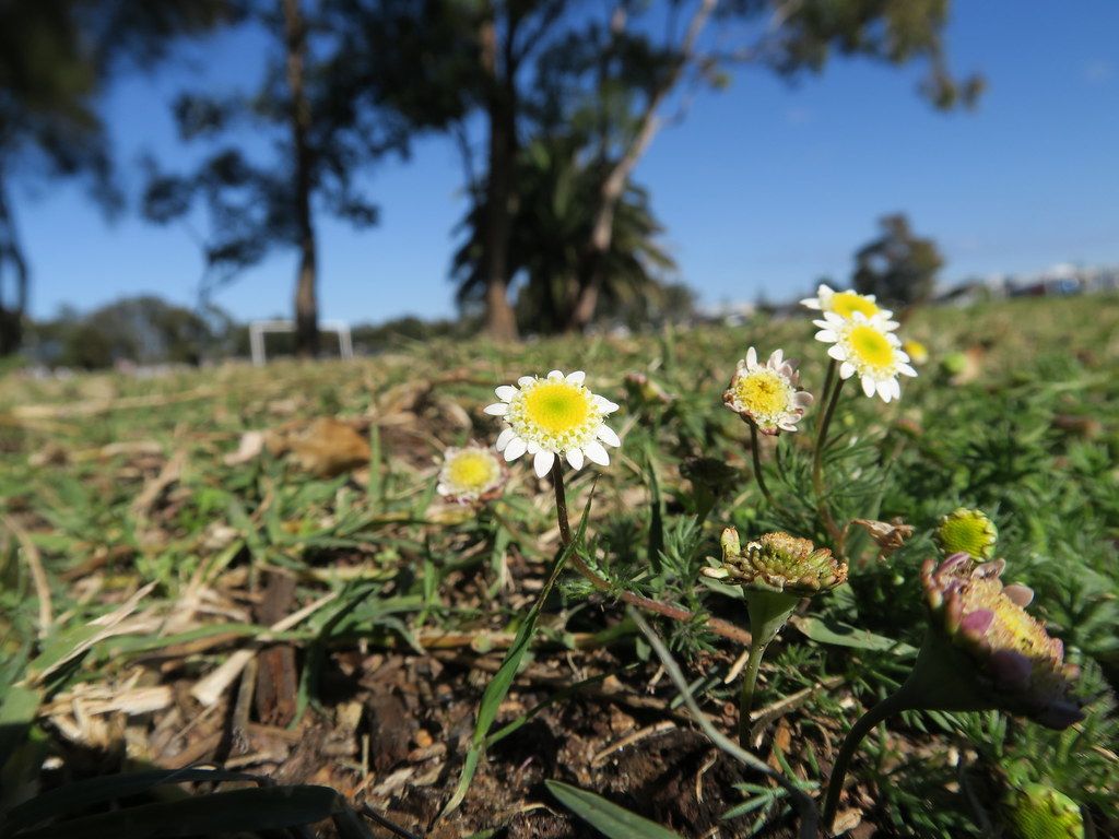 Common Names - Cotula turbinata - KnowYourWeeds