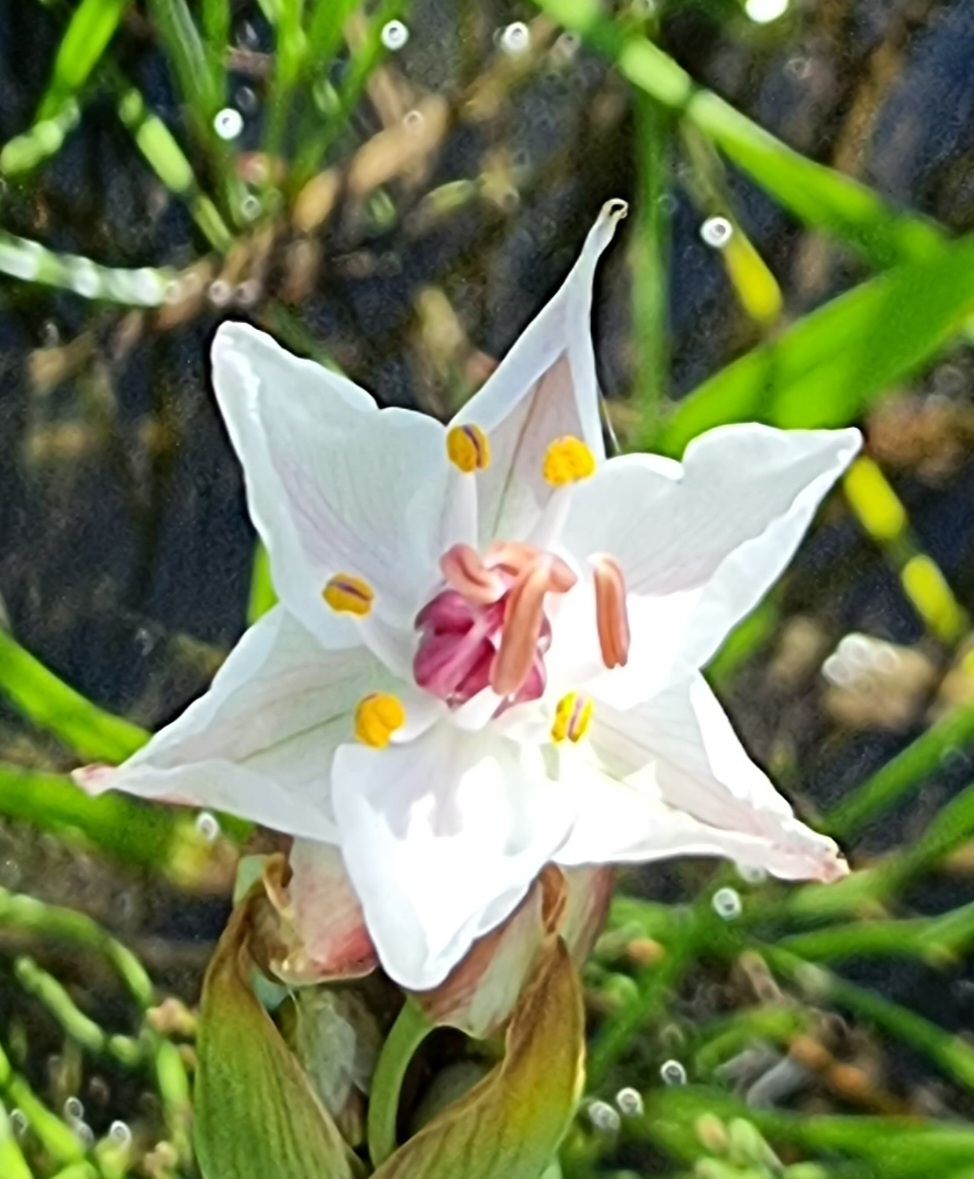 Butomus junceus - KnowYourWeeds