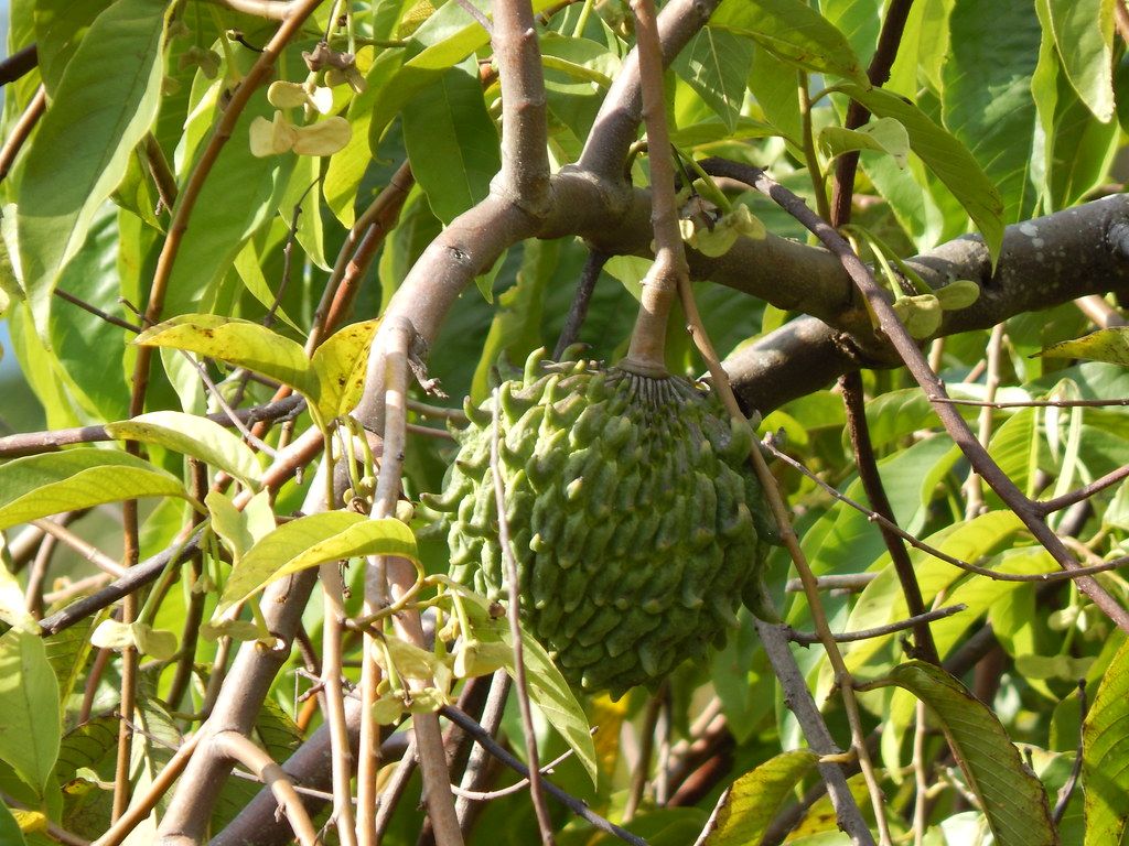 Where A Weed - Annona mucosa - KnowYourWeeds