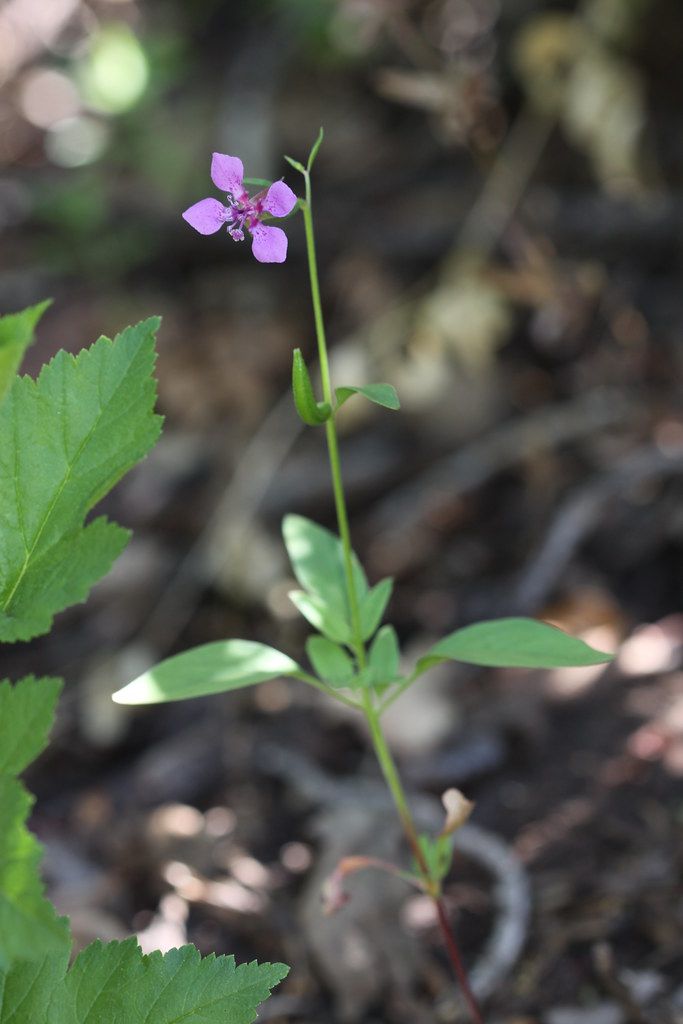 Common Names - Clarkia rhomboidea - KnowYourWeeds