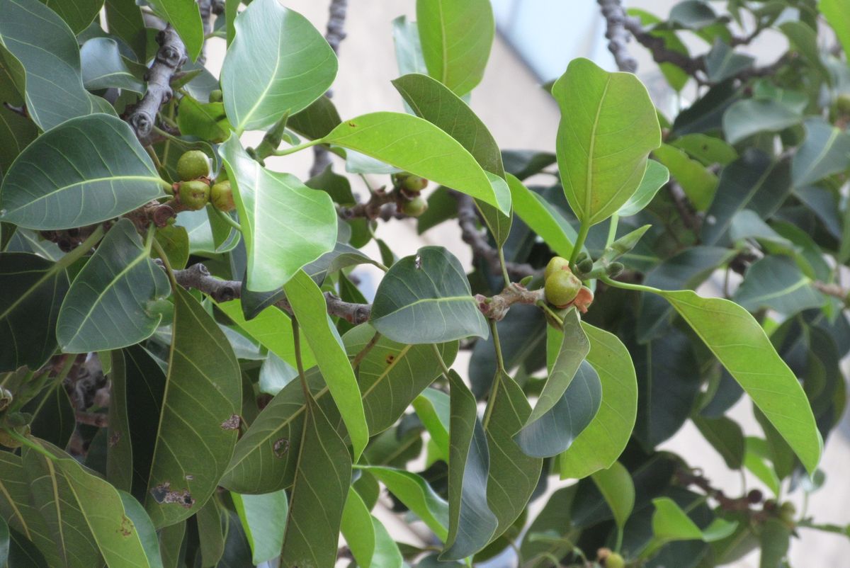 Common Names - Ficus altissima - KnowYourWeeds