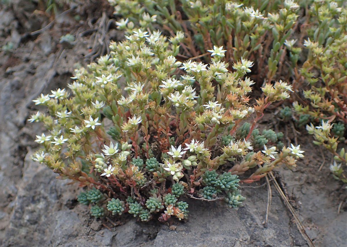 Common Names - Sedum pallidum - KnowYourWeeds