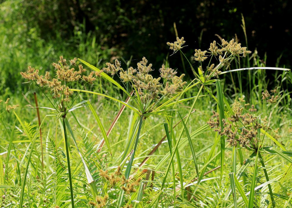 Common Names - Cyperus dives - KnowYourWeeds