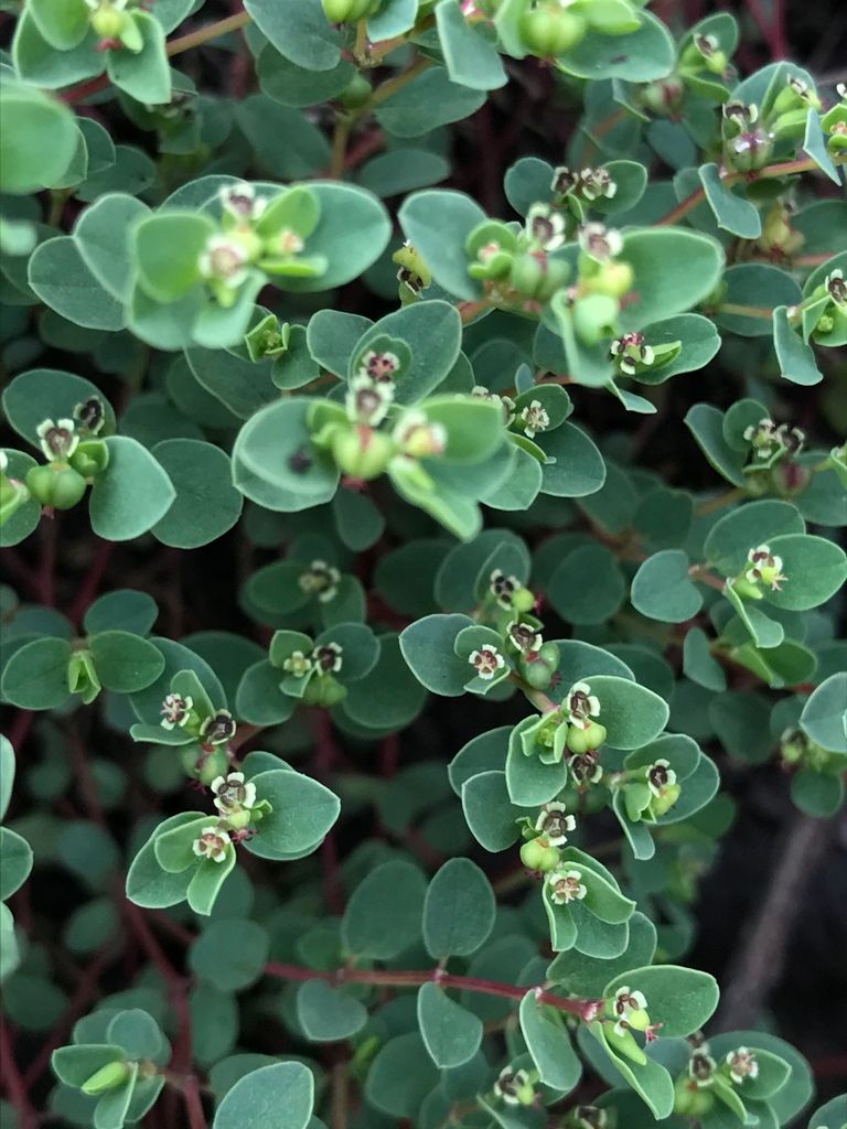 See More Info - Euphorbia orbiculata - KnowYourWeeds