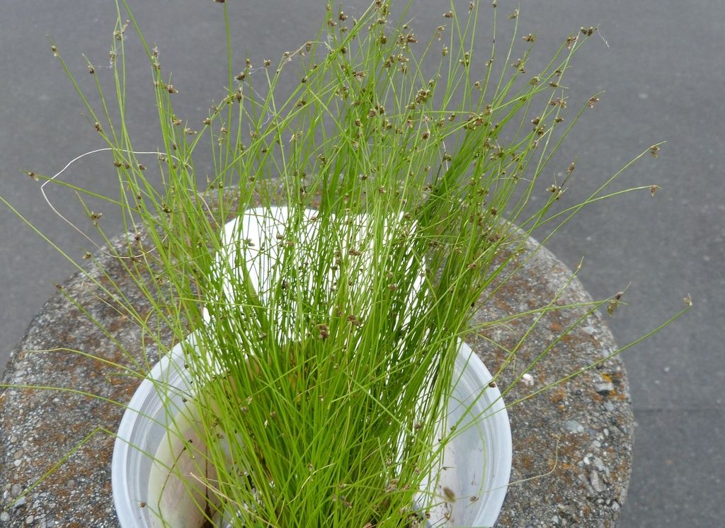 Common Names - Isolepis sepulcralis - KnowYourWeeds