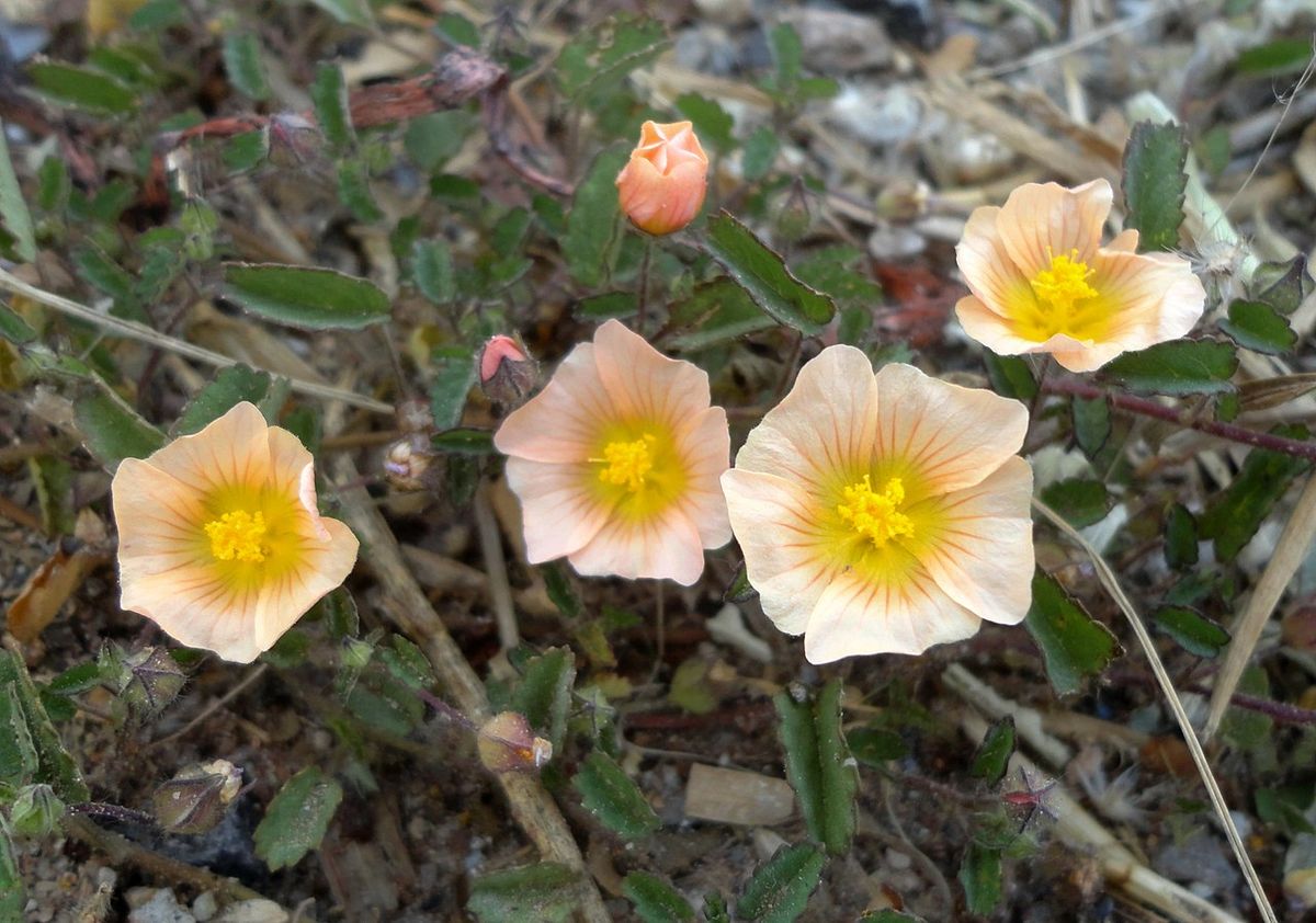 Where A Weed - Sida abutifolia - KnowYourWeeds