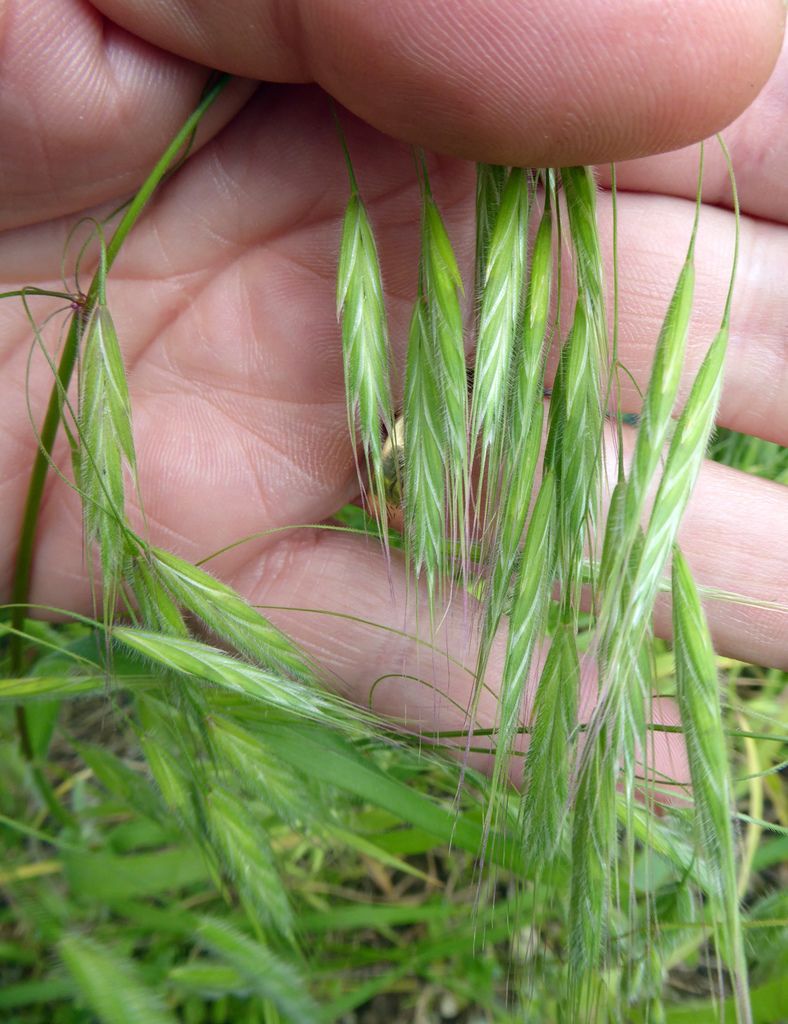 Where A Weed - Bromus arenarius - KnowYourWeeds