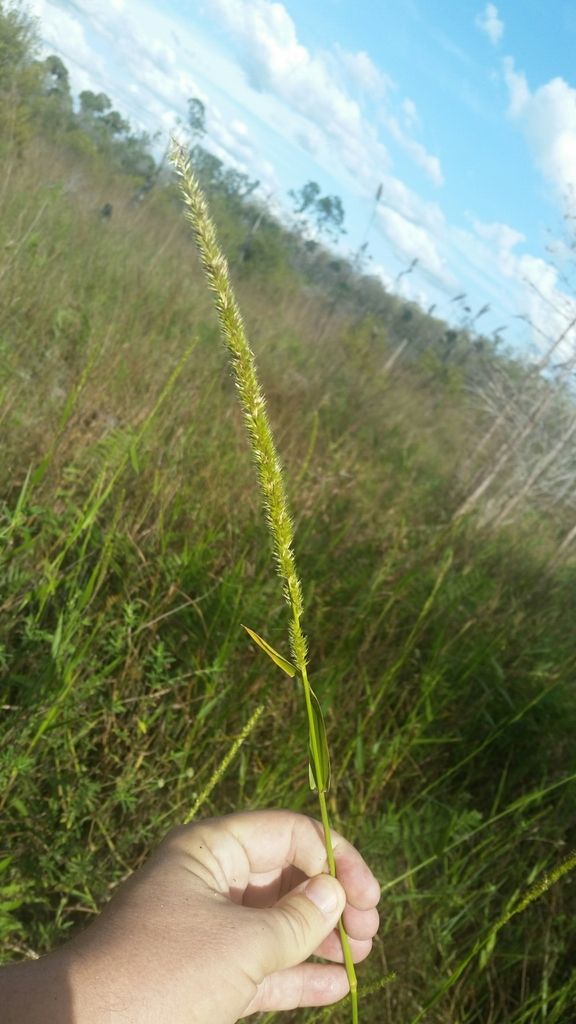 Common Names - Hymenachne amplexicaulis - KnowYourWeeds