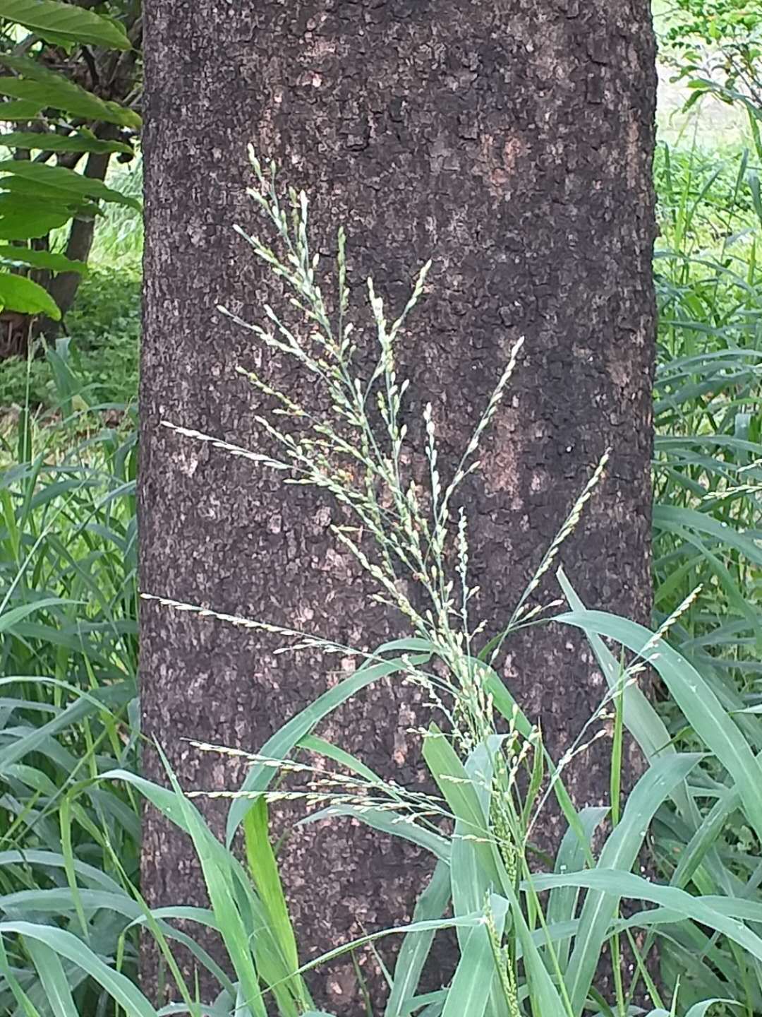 Donde un Mala Hierba - Leptochloa chinensis - KnowYourWeeds