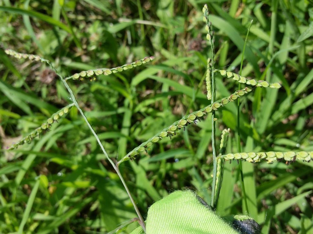 See More Info - Paspalum laeve - KnowYourWeeds