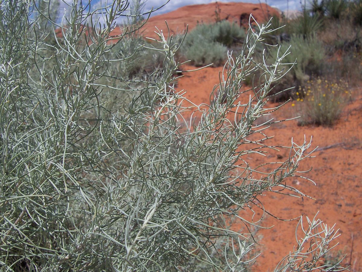 See More Info - Artemisia filifolia - KnowYourWeeds