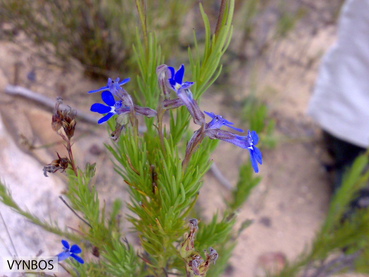 See More Info - Lobelia pinifolia - KnowYourWeeds