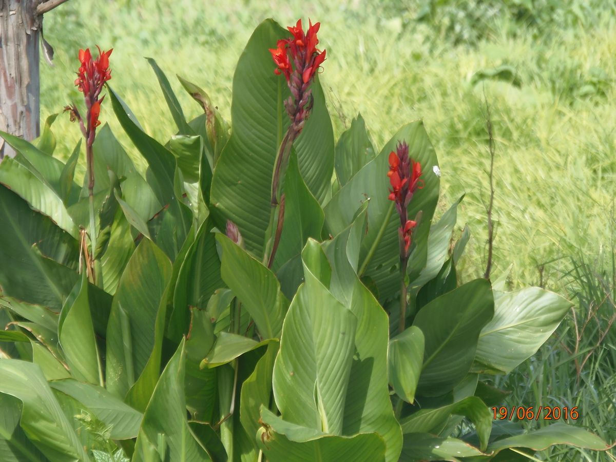 Where A Weed - Canna indica - KnowYourWeeds