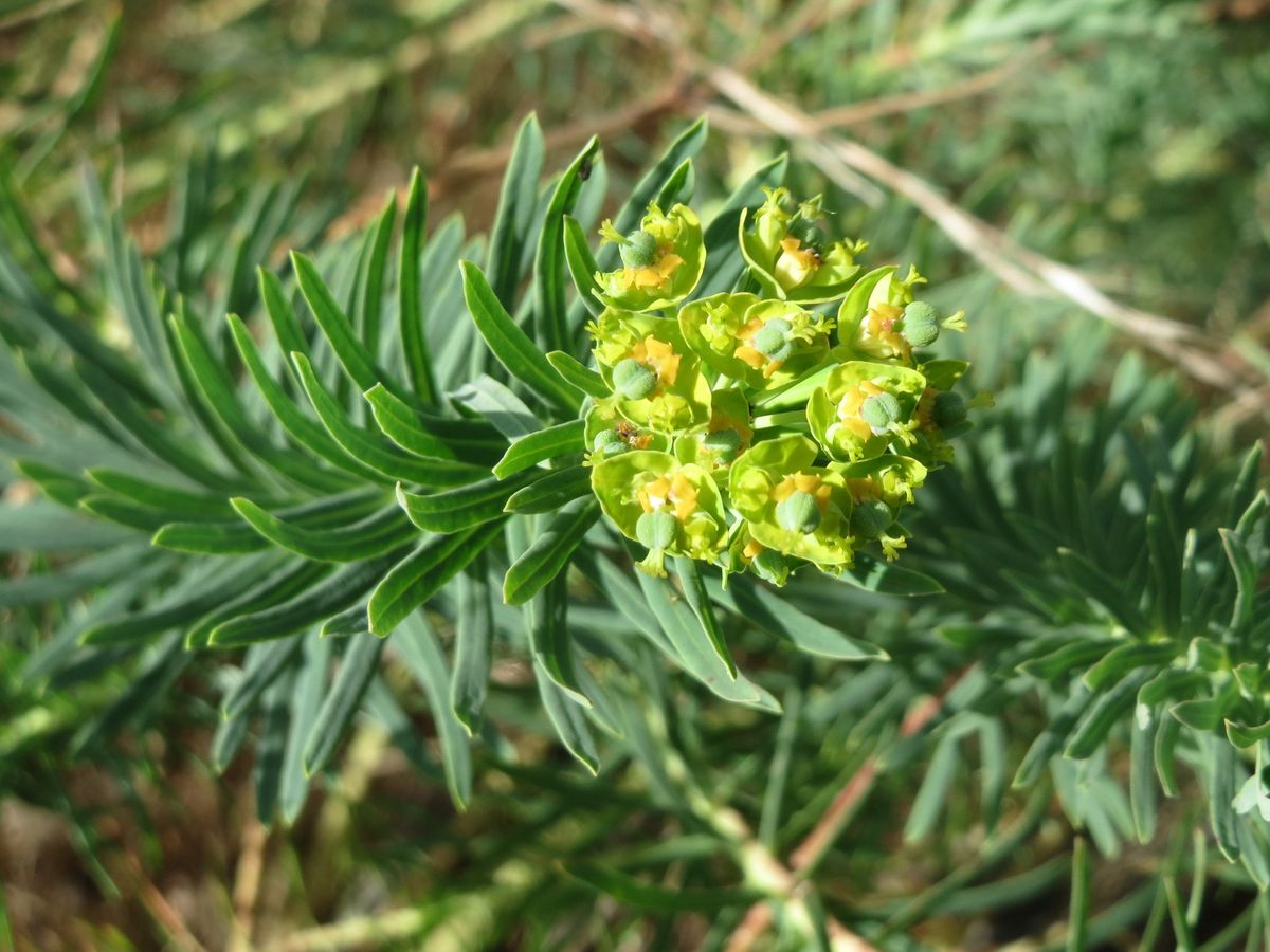 Where A Weed - Euphorbia cyparissias - KnowYourWeeds