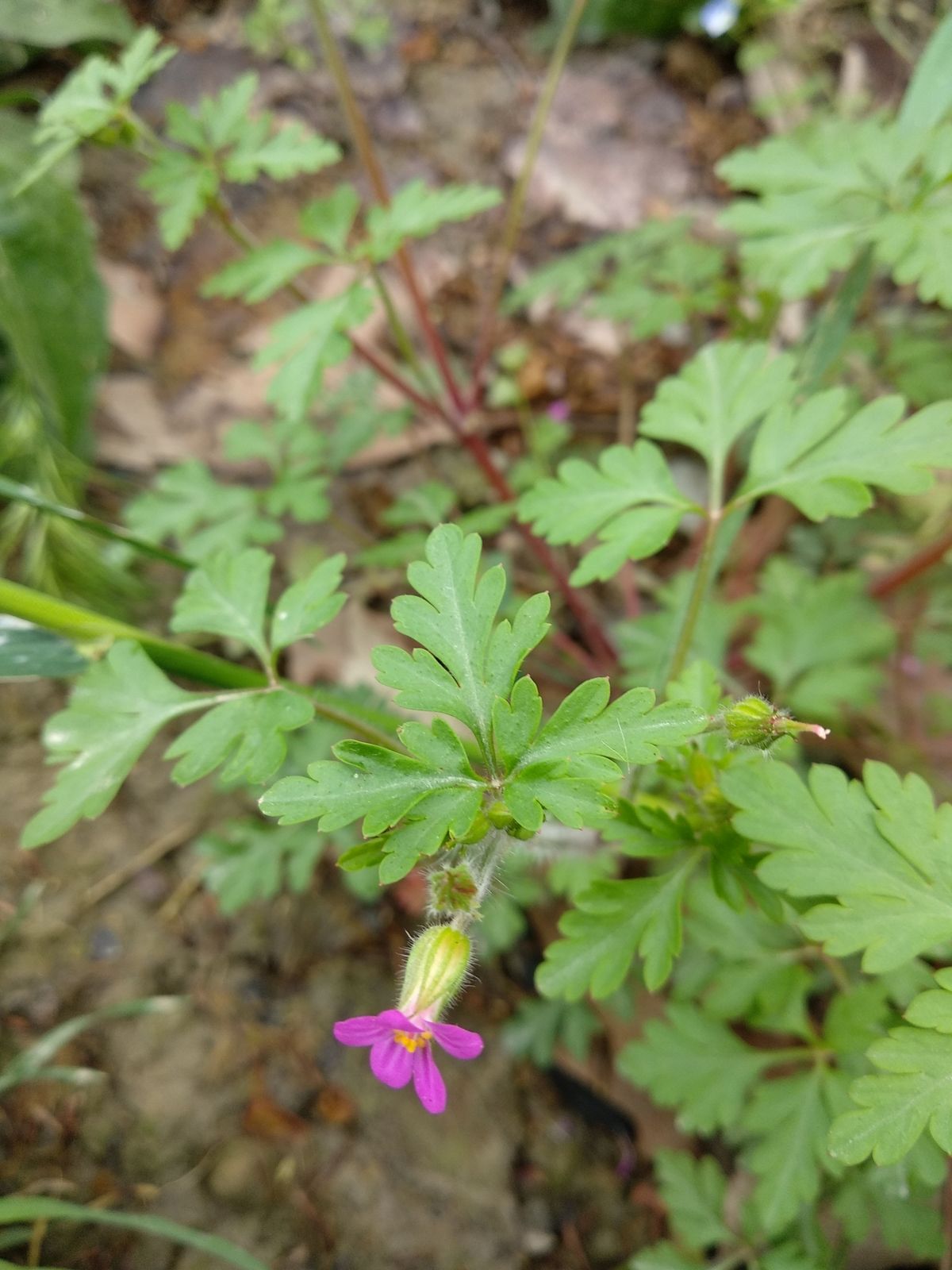 Geranium purpureum - KnowYourWeeds