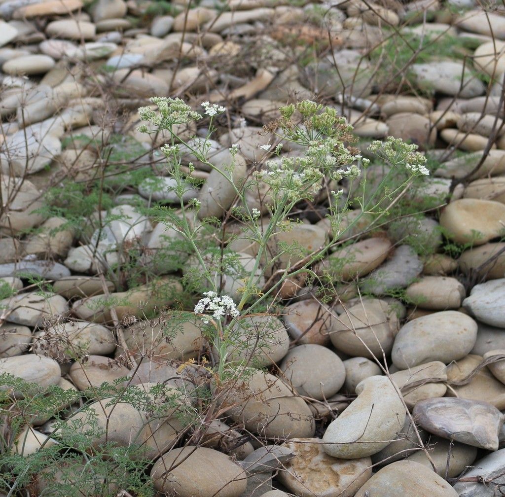 Astrodaucus littoralis - KnowYourWeeds