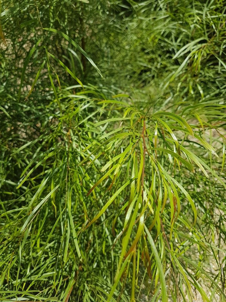 Common Names - Acacia subporosa - KnowYourWeeds