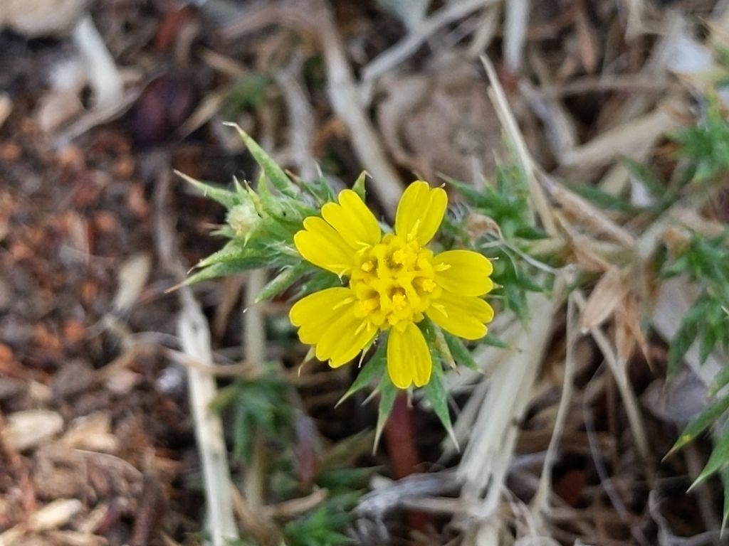Centromadia parryi - KnowYourWeeds