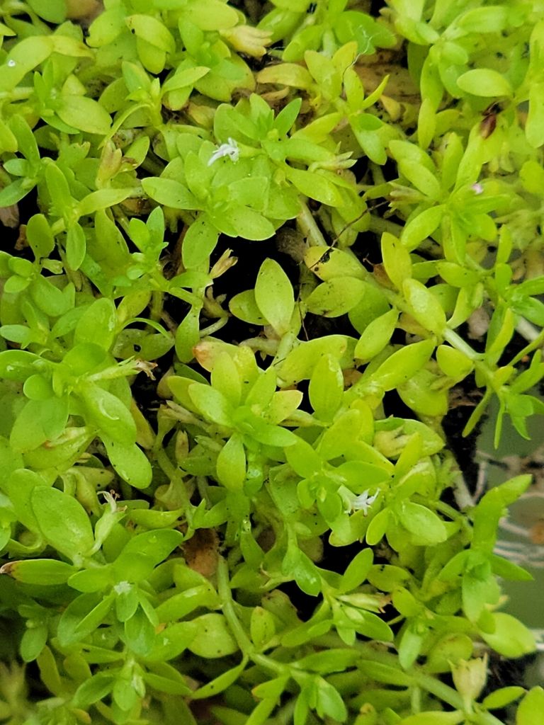 Micranthemum glomeratum - KnowYourWeeds