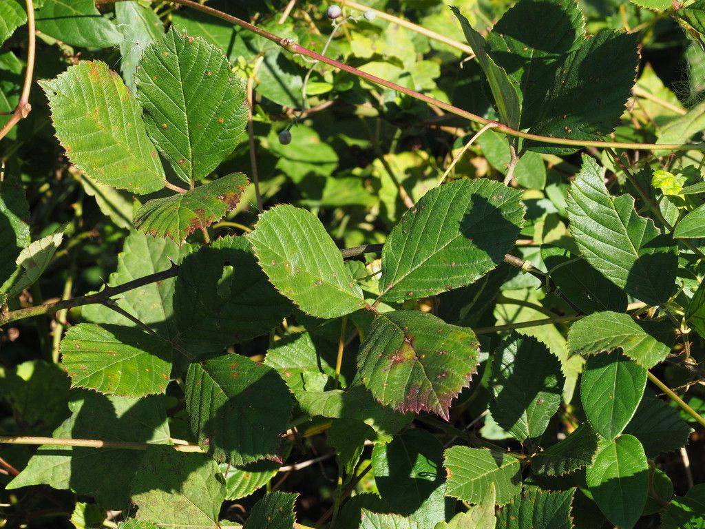 Common Names - Rubus pascuus - KnowYourWeeds