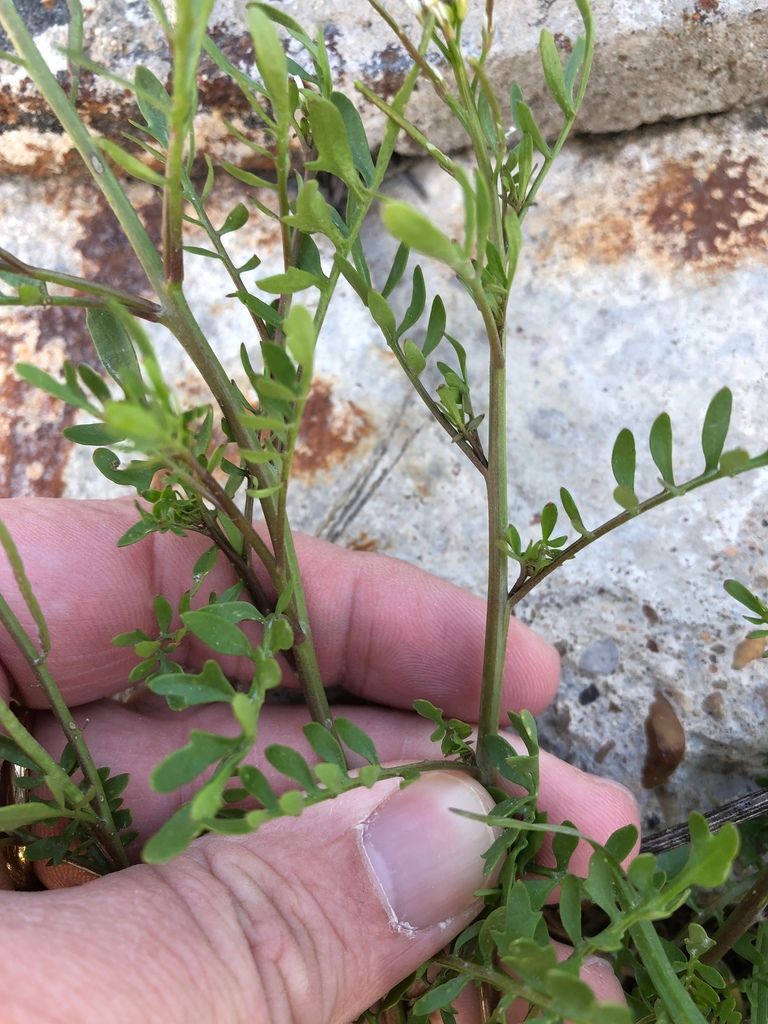 Planodes virginicum - KnowYourWeeds