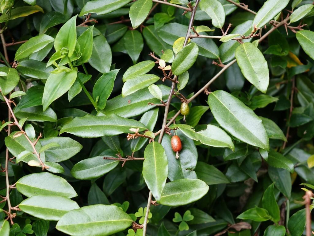 Where A Weed - Elaeagnus × reflexa - KnowYourWeeds