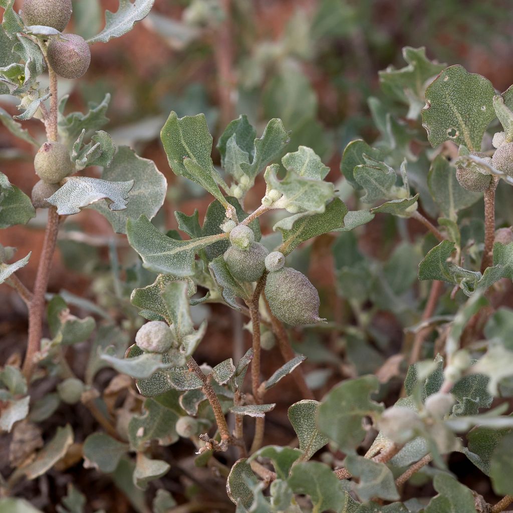 Atriplex holocarpa - KnowYourWeeds