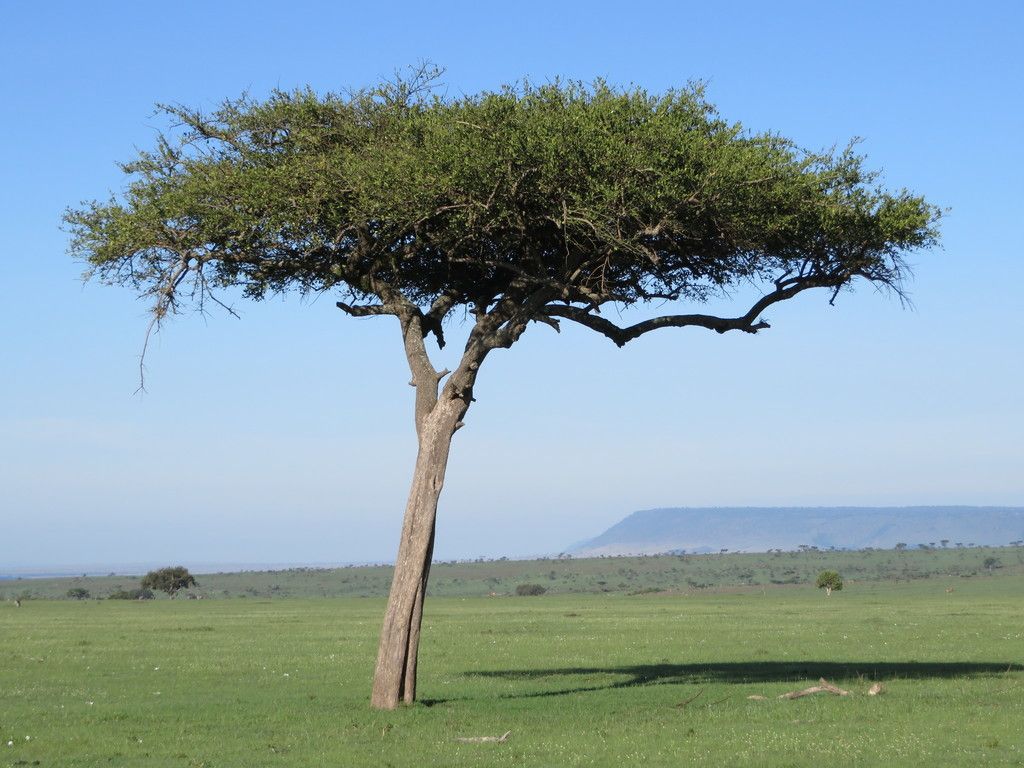 Balanites aegyptiaca - KnowYourWeeds