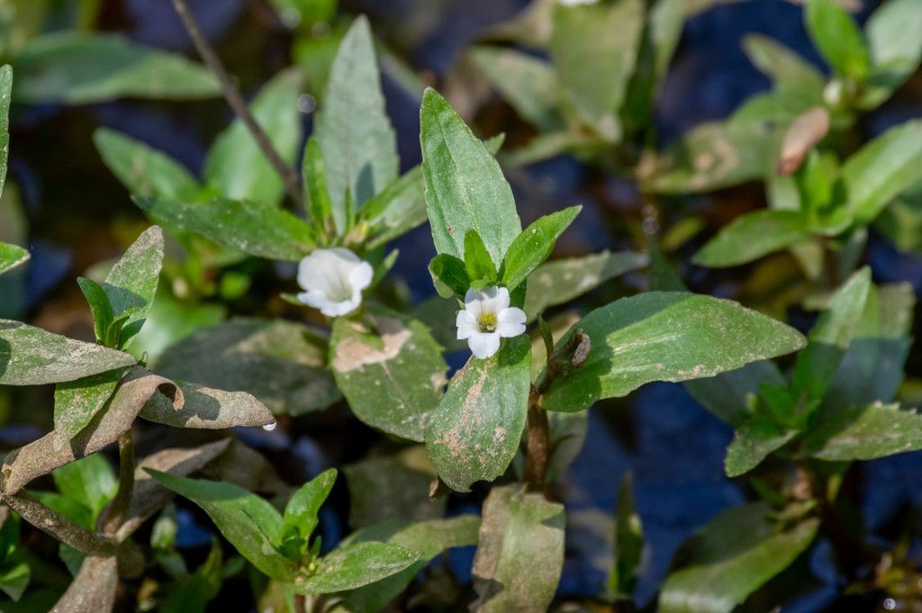 Common Names - Gratiola neglecta - KnowYourWeeds