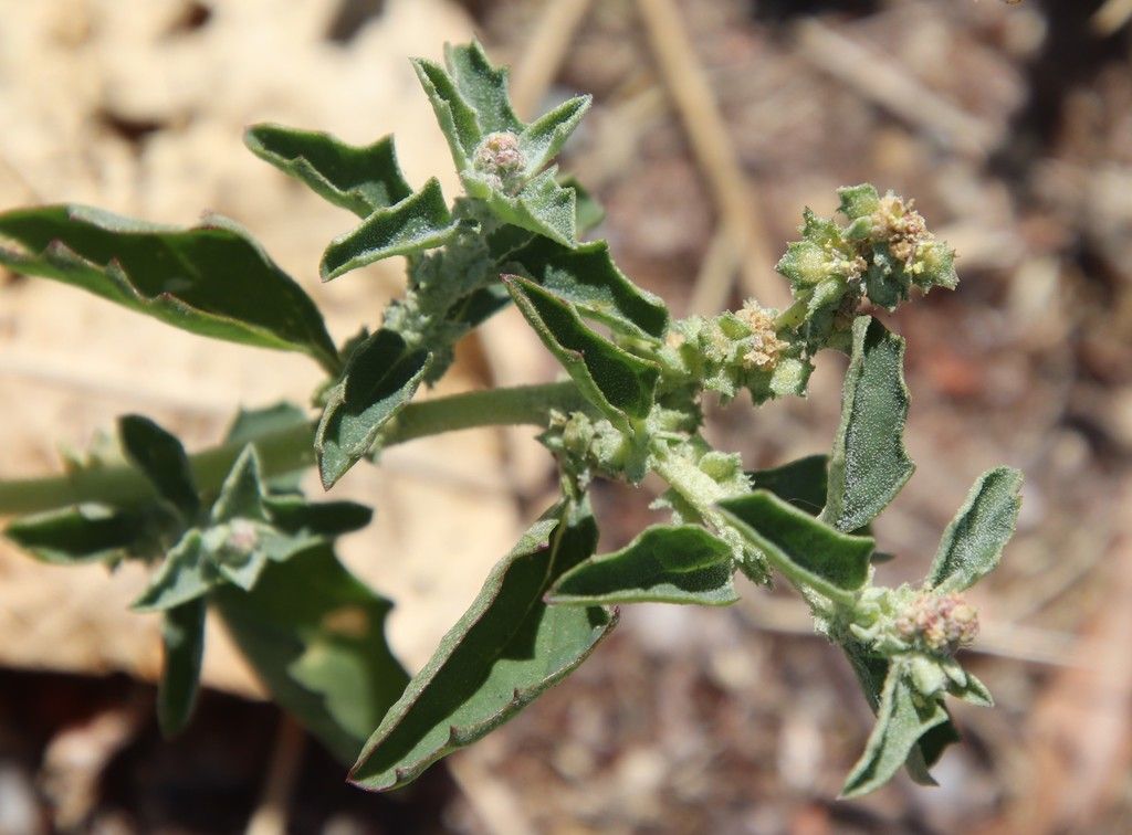 Atriplex suberecta - KnowYourWeeds