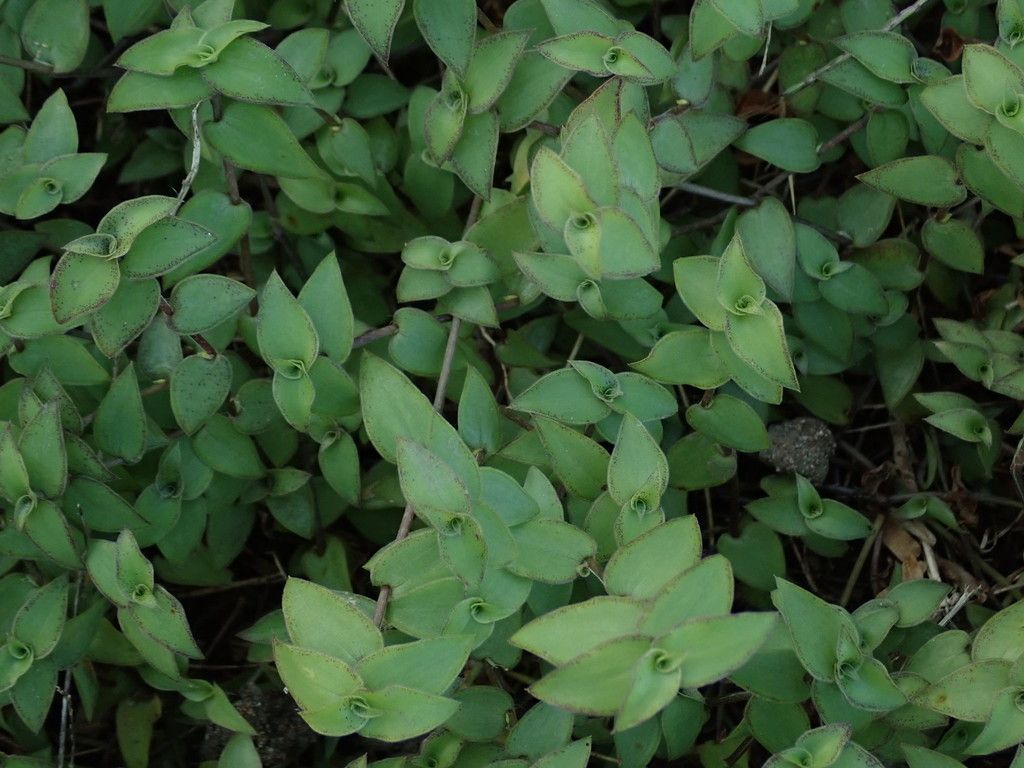 Common Names - Callisia repens - KnowYourWeeds