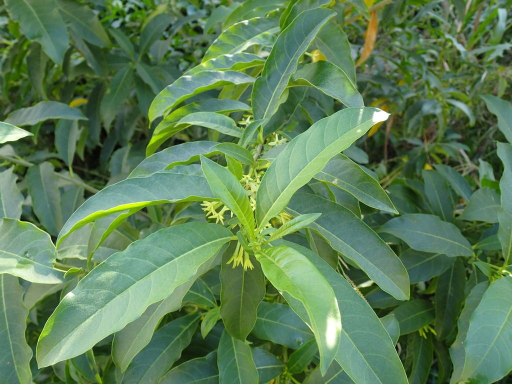 Cestrum axillare - KnowYourWeeds