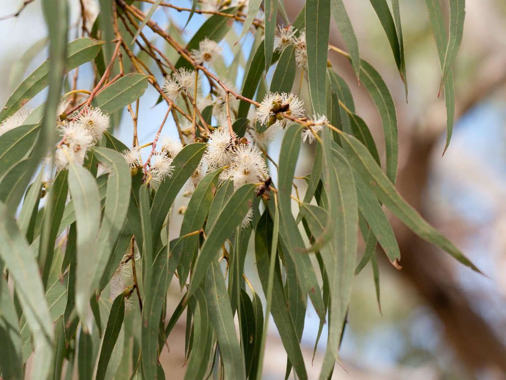 Common Names - Eucalyptus viminalis - KnowYourWeeds