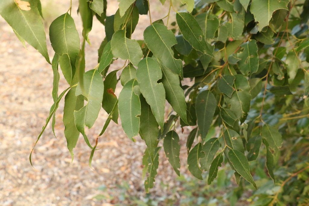 Common Names - Eucalyptus microcorys - KnowYourWeeds