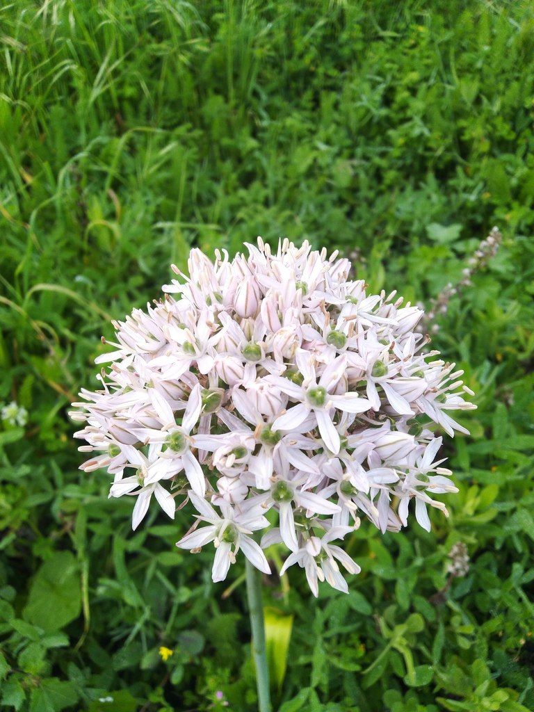 Common Names - Allium nigrum - KnowYourWeeds