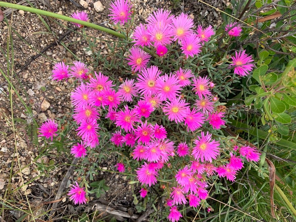 Where A Weed - Lampranthus multiradiatus - KnowYourWeeds