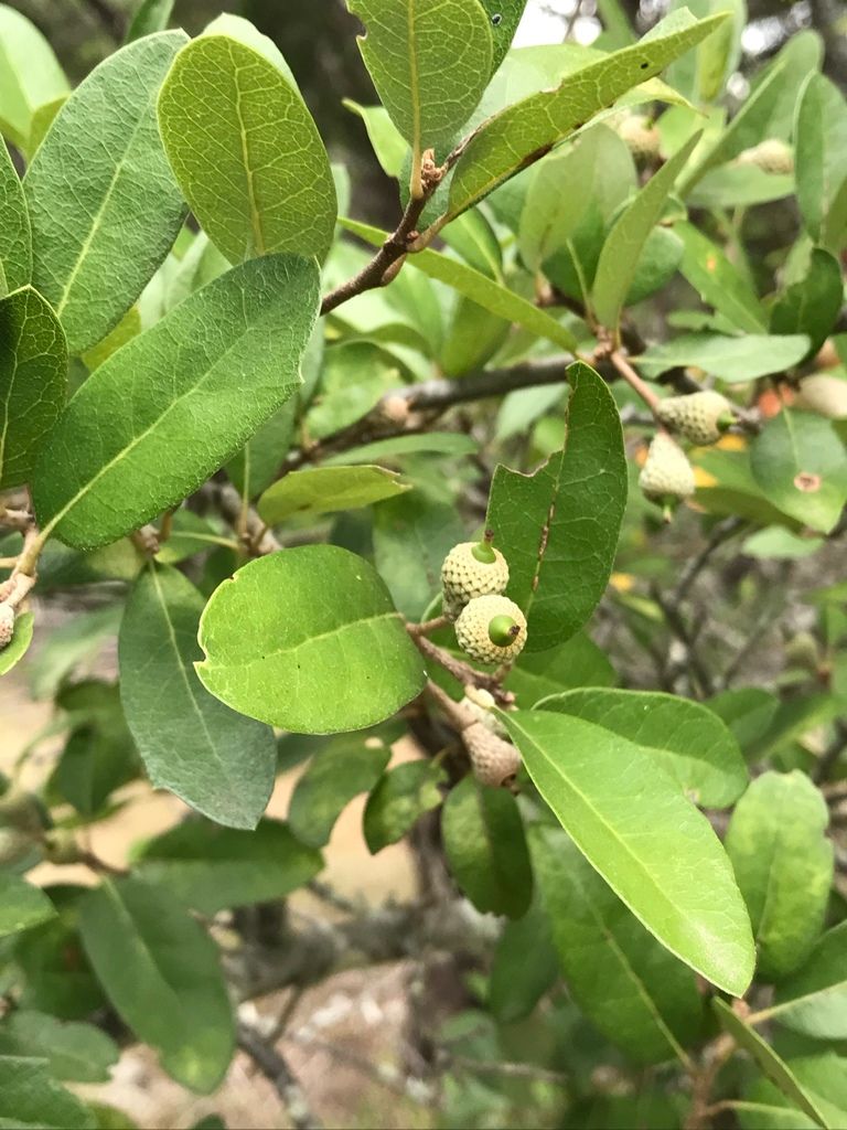 Common Names - Quercus fusiformis - KnowYourWeeds