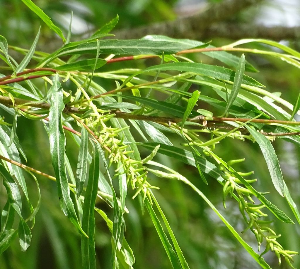 Common Names - Salix interior - KnowYourWeeds