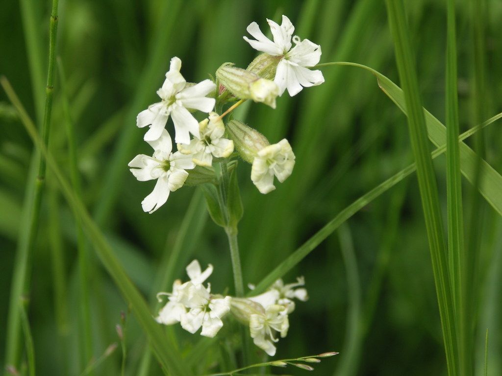 Silene repens - KnowYourWeeds