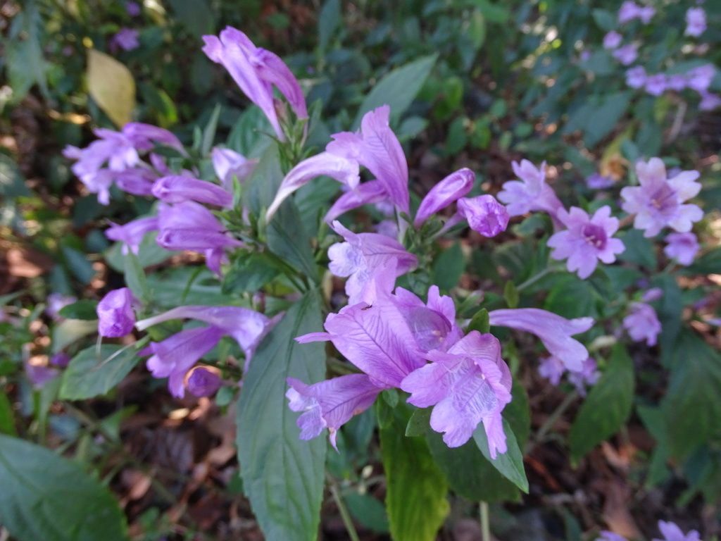 Nombre Común - Strobilanthes cusia - KnowYourWeeds