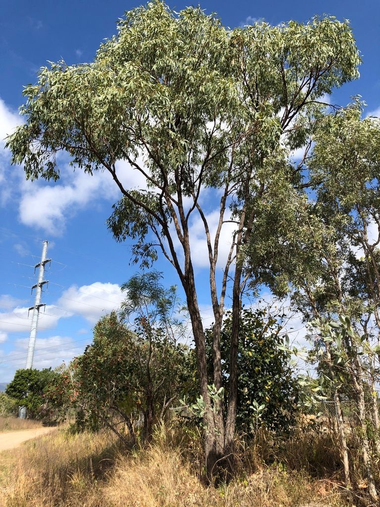 Common Names - Eucalyptus drepanophylla - KnowYourWeeds