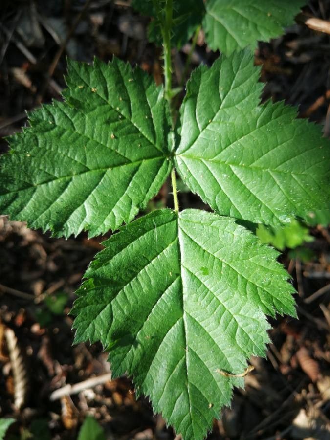 Common Names - Rubus fissipetalus - KnowYourWeeds